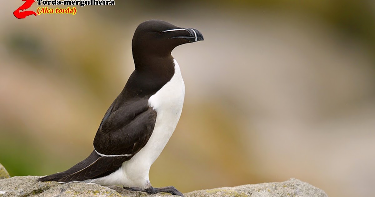 ORNITOLOGIA: Torda-mergulheira (Alca torda)